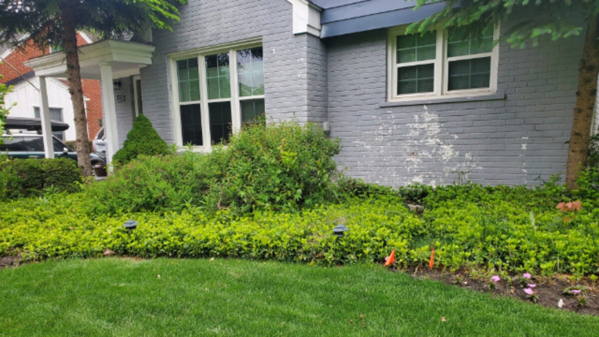 Beautify Your Yard on a Budget: Best Regional Perennials & Landscaping ...